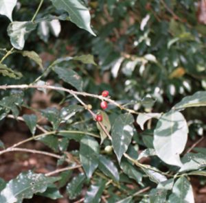 La fabrication du café en plusieurs étapes - Syndicat Français du Café